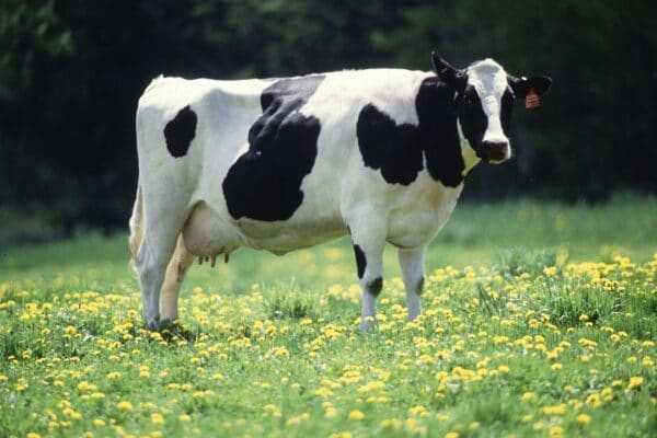The Magic of Irish Milk - Good Food Ireland
