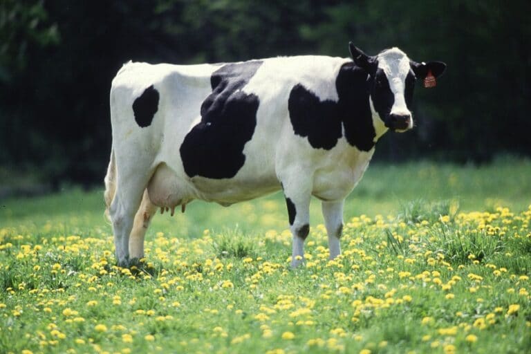 The Magic of Irish Milk - Good Food Ireland